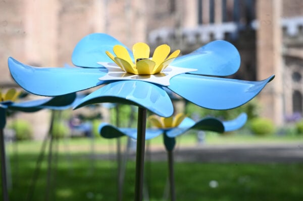 Forget-me-not display raises almost £20K - St Michaels Hospice